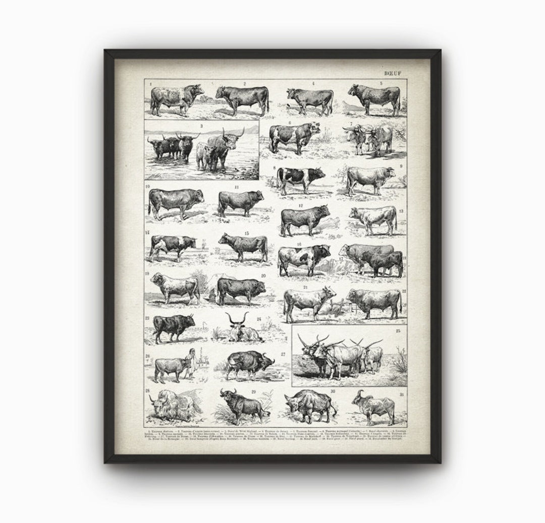 Antique Bulls Print, Beef Cattle Ranch Farming Art Decor, Cow Breeds ...