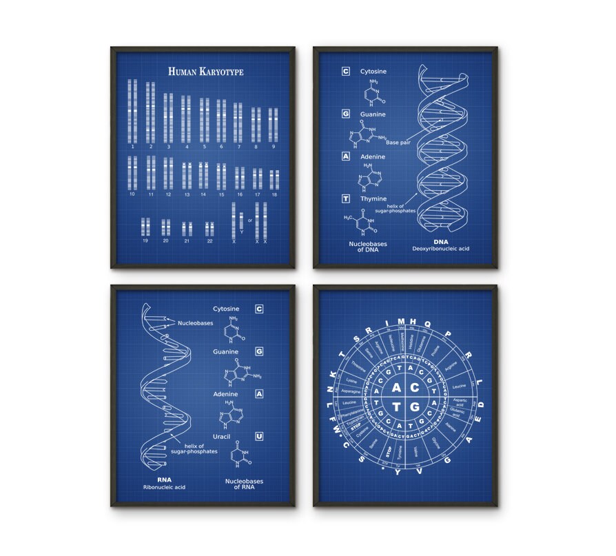 DNA Print Set of 4, DNA, RNA, Amino Acids, X and Y Chromosomes, Genetic ...