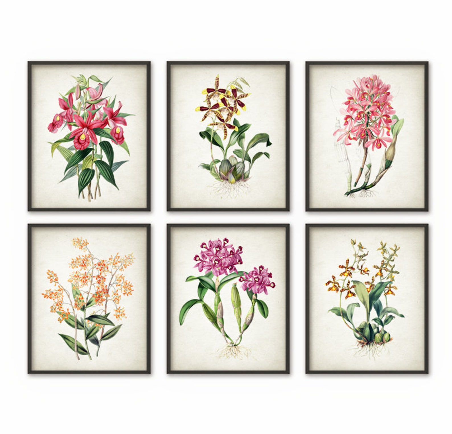 PRINTABLE Set of 6 Orchid Prints Antique Botanical Wall Art - Etsy UK