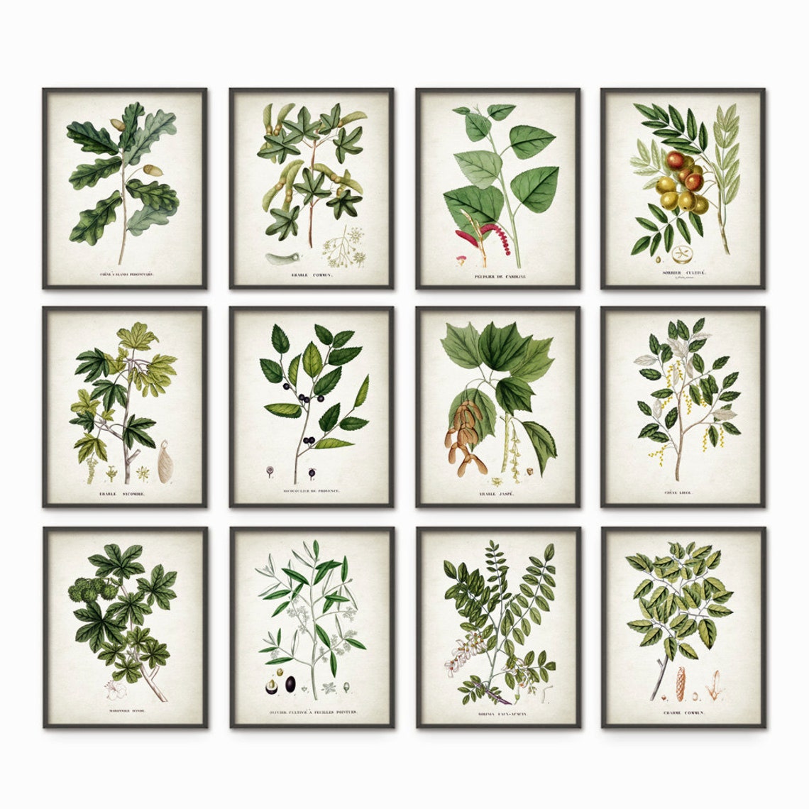 Green Tree Leaves Prints Set of 12, Antique Botanical Green Tree Leaf ...