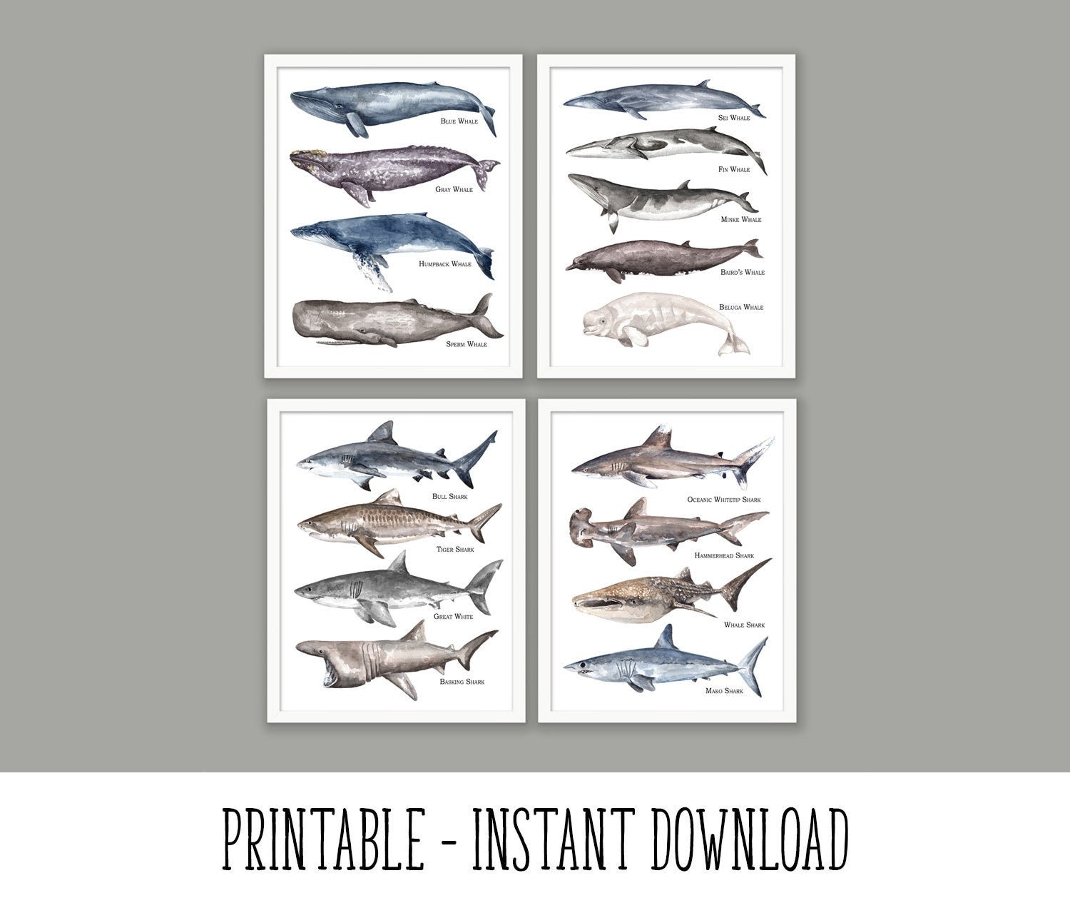Sea Animal Size Chart
