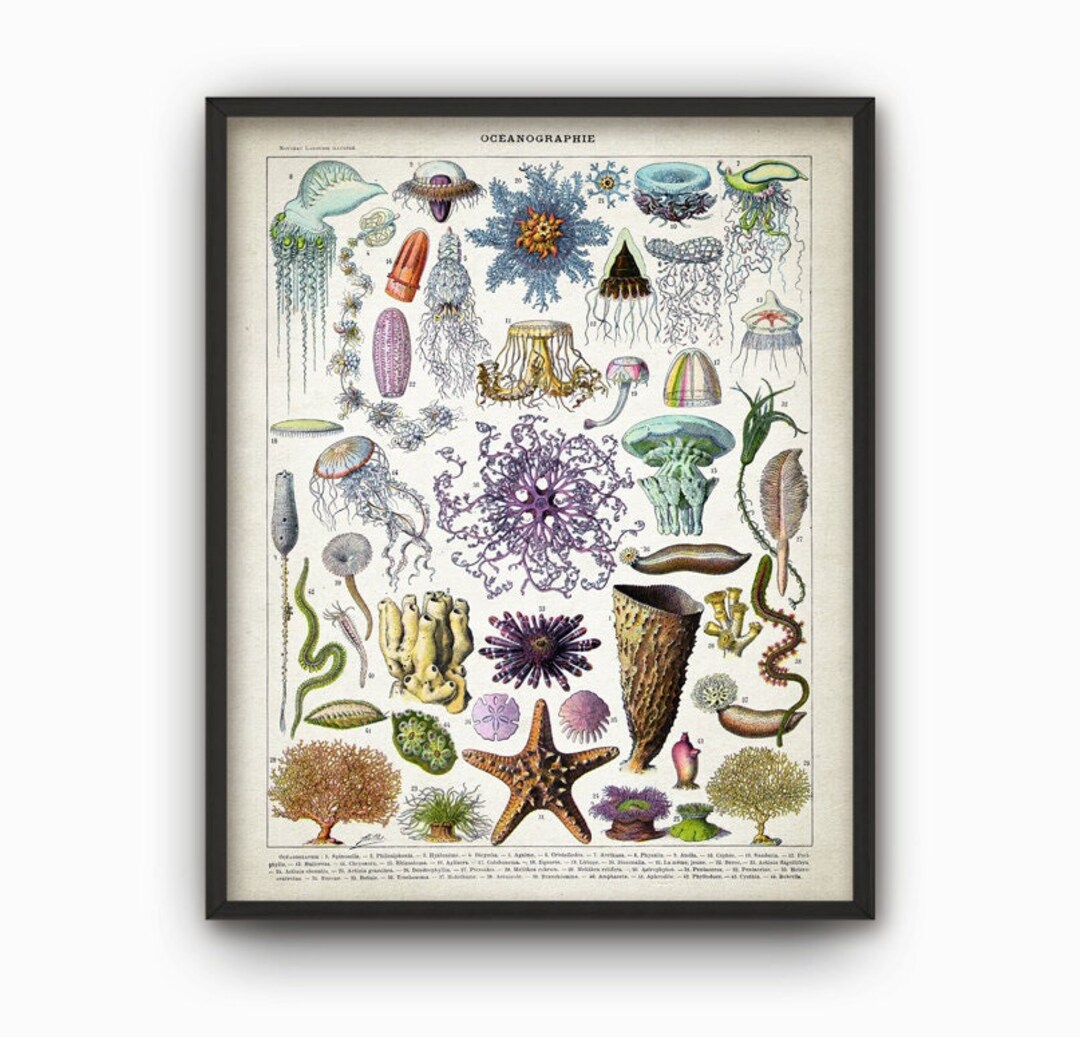 Oceanography Print, Vintage Larousse Book Plate Print, Oceanography ...