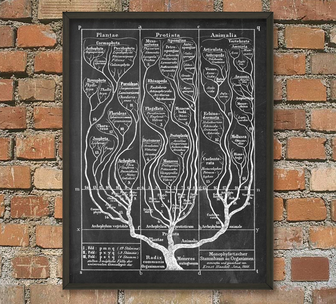 Tree of Life Wall Art Poster 2, Evolution Science Print, Haeckel ...