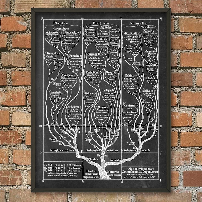 Tree of Life Poster - Etsy