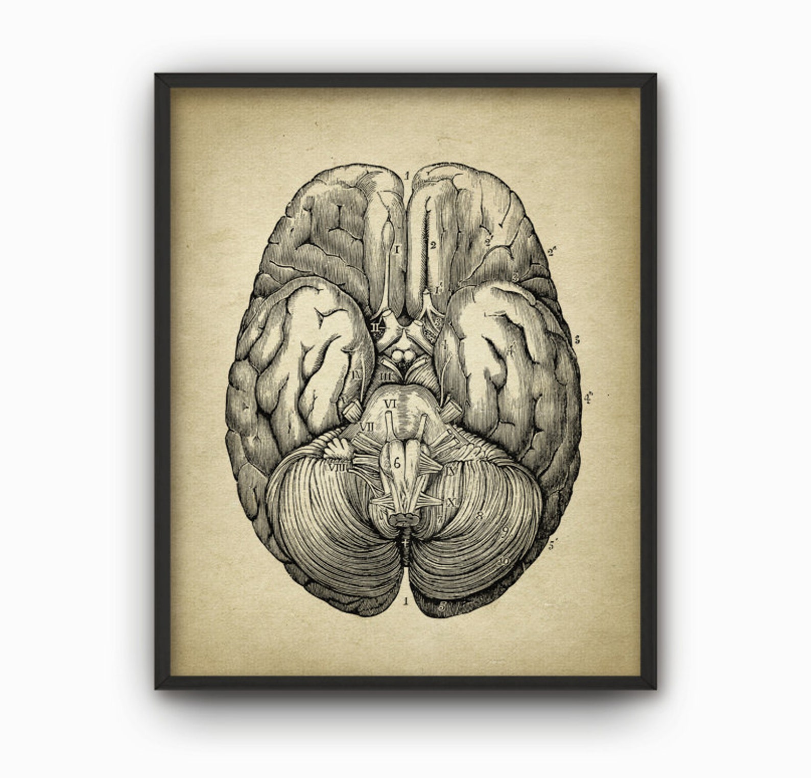 Human Brain Anatomy Print Set of 4 Brain Dissection Vintage Brain ...