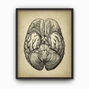 Human Brain Anatomy Print Set of 4 - Brain Dissection - Vintage Brain ...