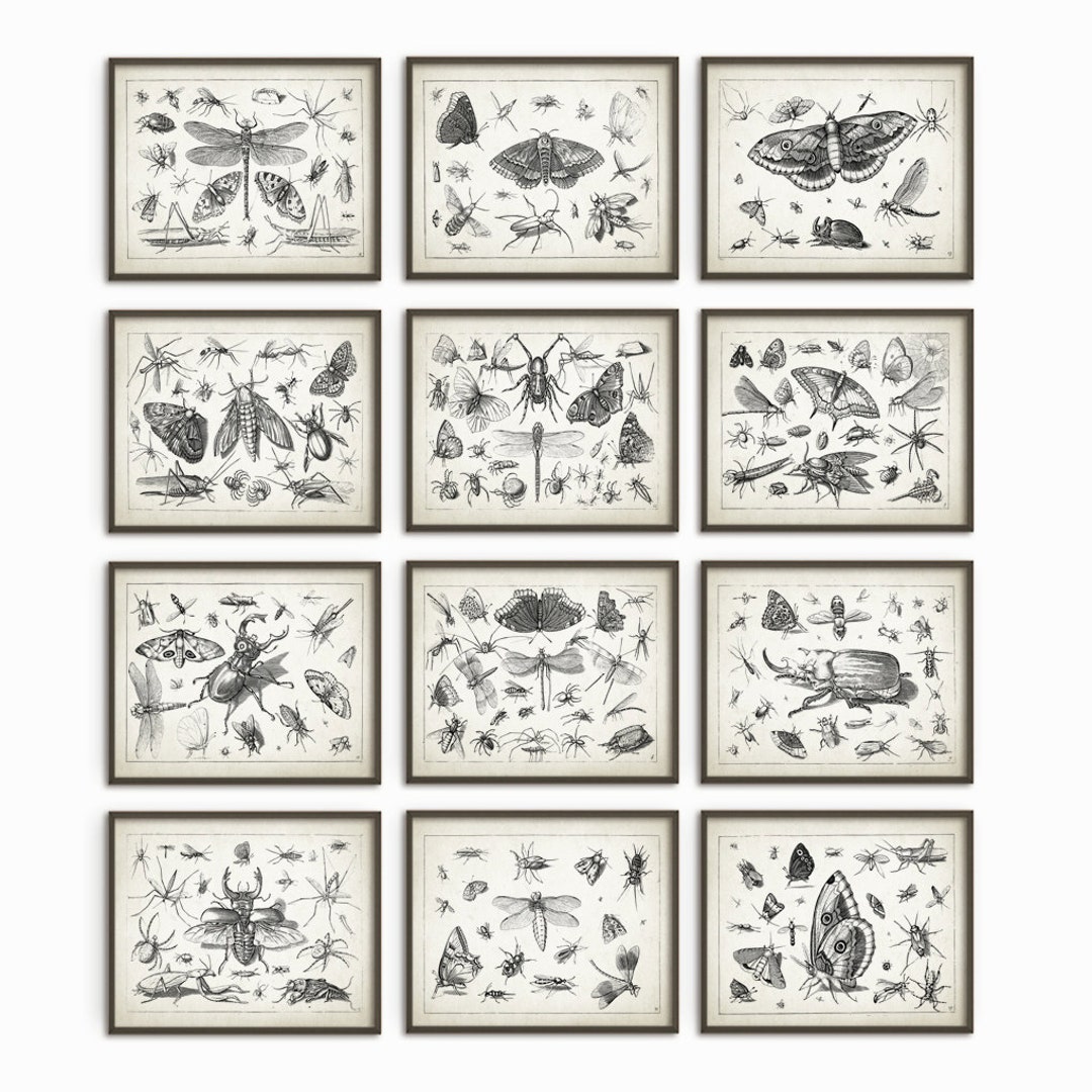 Insect Wall Art Poster Set of 12, Entomology Art Prints, Zoology Art ...