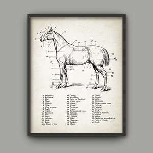Horse Anatomy Print Set of 3 - Horse Illustration Prints - Veterinary ...