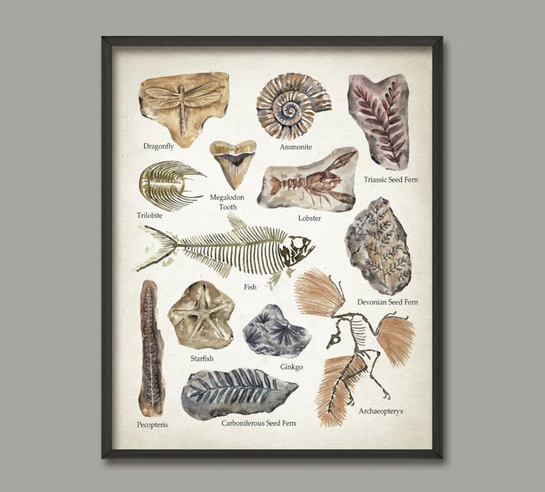 Fossil Print, Paleontology Watercolour Art Poster, Prehistoric Geology ...