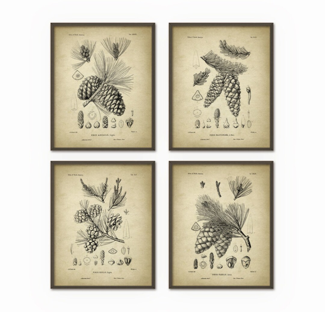 Pine Cones Wall Art Prints Set of 4, Conifer Cone, Woodland ...