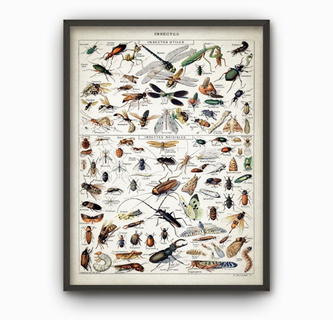 Insect Art Print, Vintage Larousse Book Plate, Entomology Illustration ...