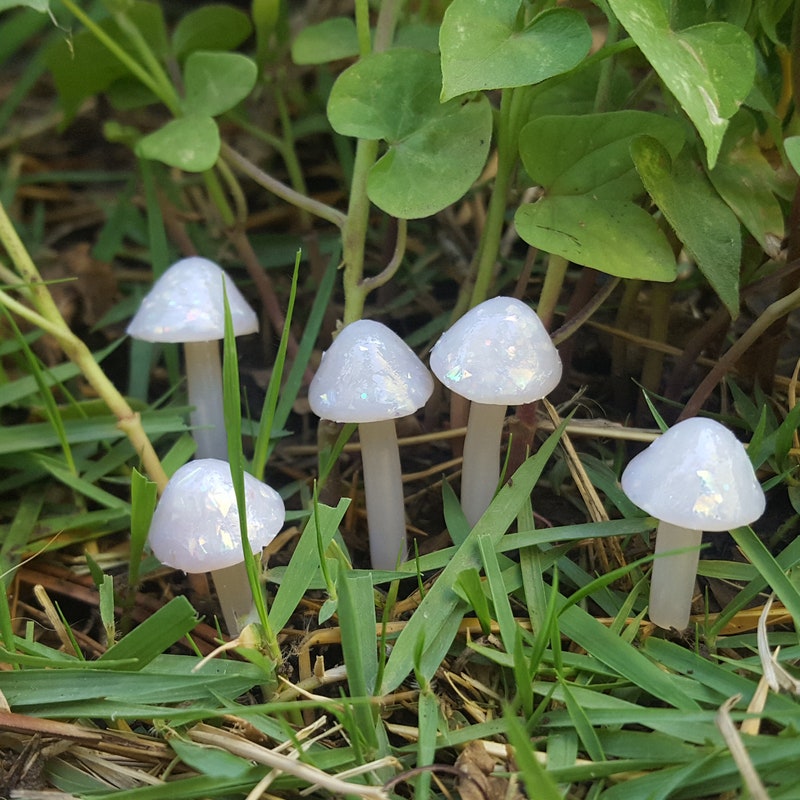 Miniature Mushroom - Etsy