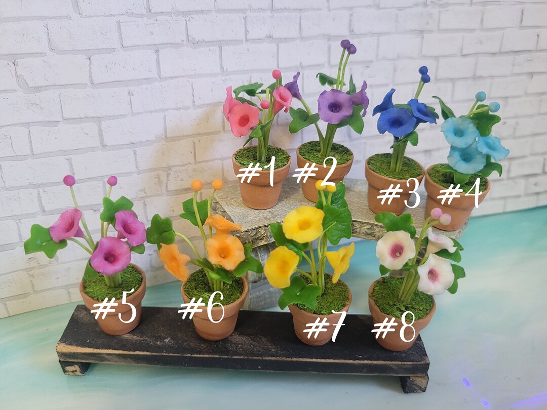 Morning Glory Miniature Flower| Plant | Fairy Garden Flowers ...