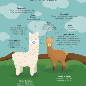 Alpaca Activity Coloring - Coloring Books for Kids - Animal Coloring ...