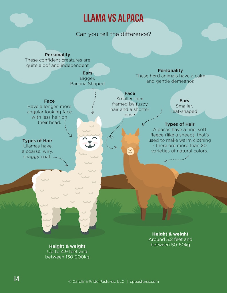 Alpaca Activity Coloring - Coloring Books for Kids - Animal Coloring ...