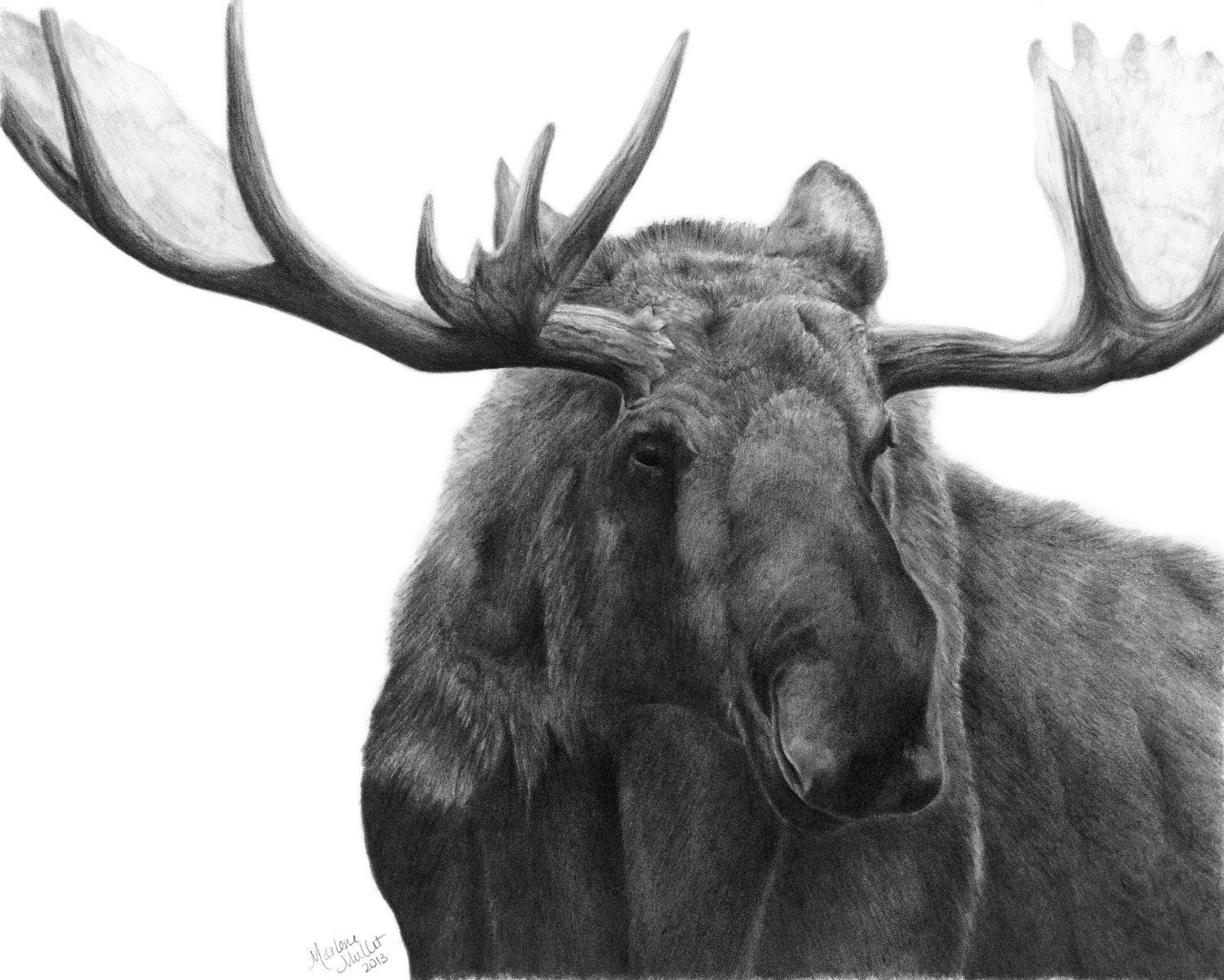 Moose Note Card Set, Wildlife Art Cards, Nature Cards, Moose Art Cards ...