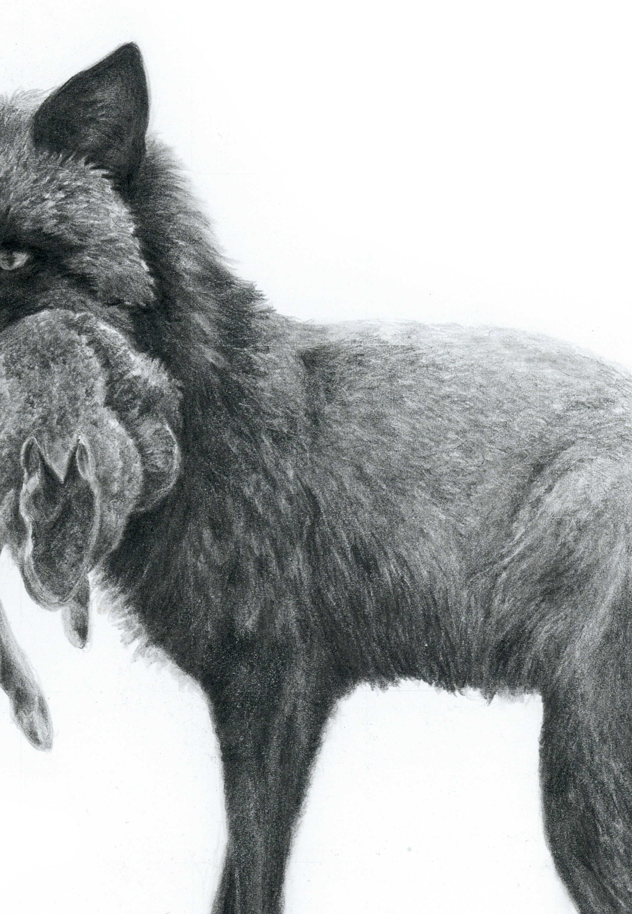 Fox Art Print, Silver Fox, Wildlife Art Print, Wildlife Decor, Fox Wall ...