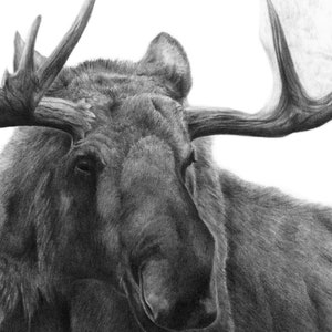 Moose Art Print, Wildlife Wall Art, Gift for Him, Nature Prints ...