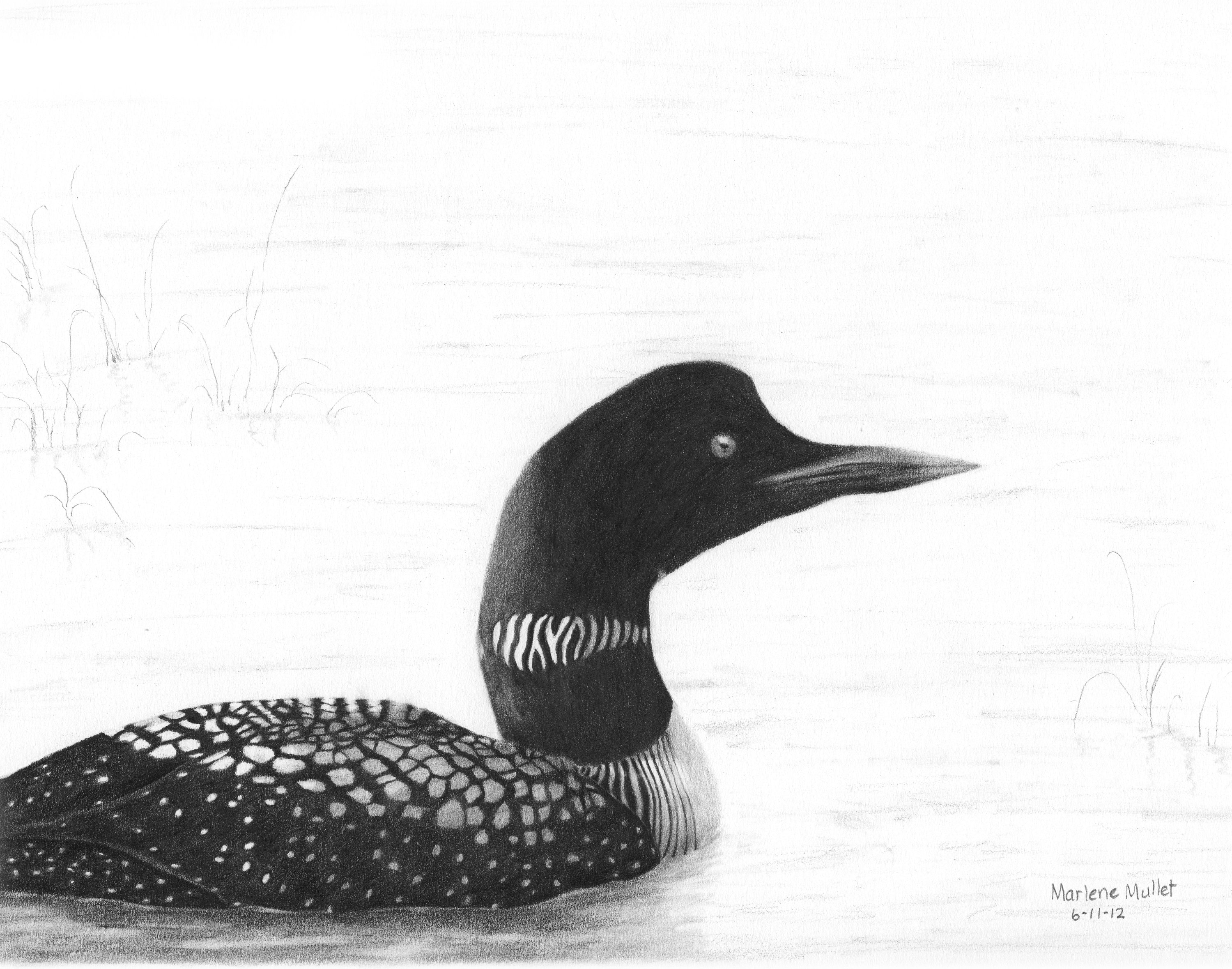 Loon Art Print, Wildlife Wall Art, Bird Pencil Drawing, Common Loon ...