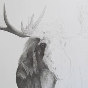 Moose Art Print, Wildlife Wall Art, Gift for Him, Nature Prints ...