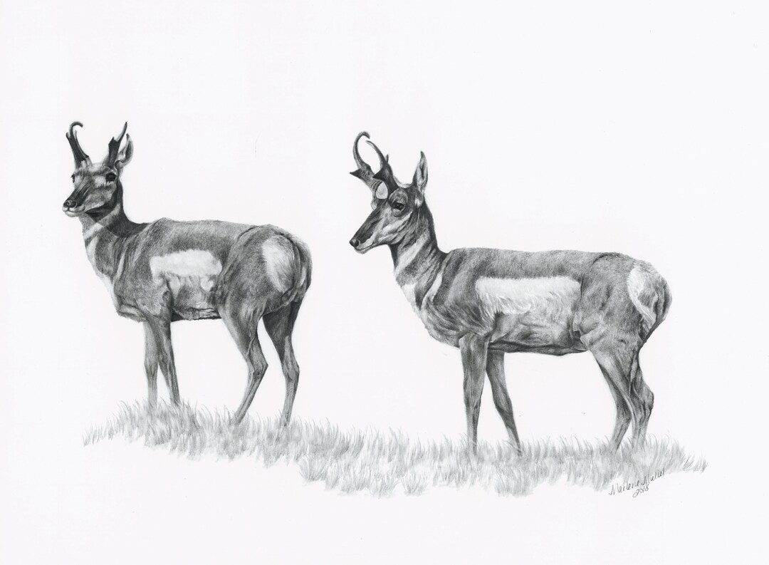 Pronghorn Art Print, Wildlife Art Print, Gift for Outdoorsman, Antelope ...