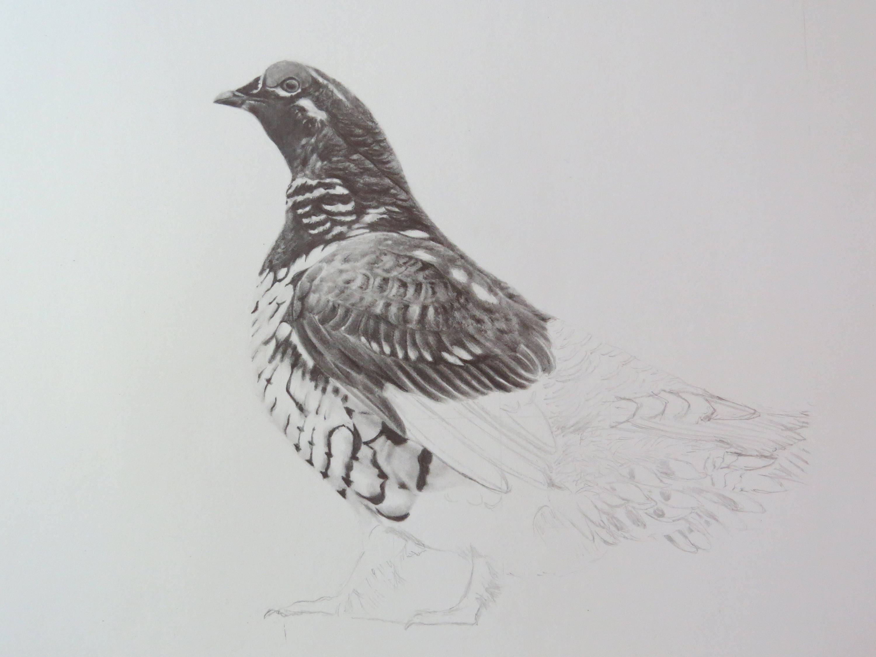 Grouse Art Print Wildlife Art Print Cabin Decor Bird Art - Etsy