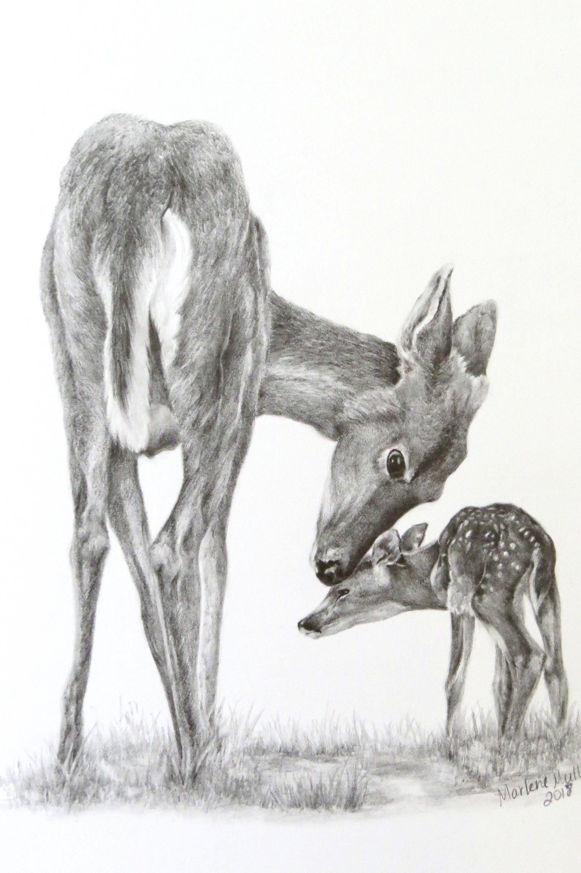 Deer Doe Drawing
