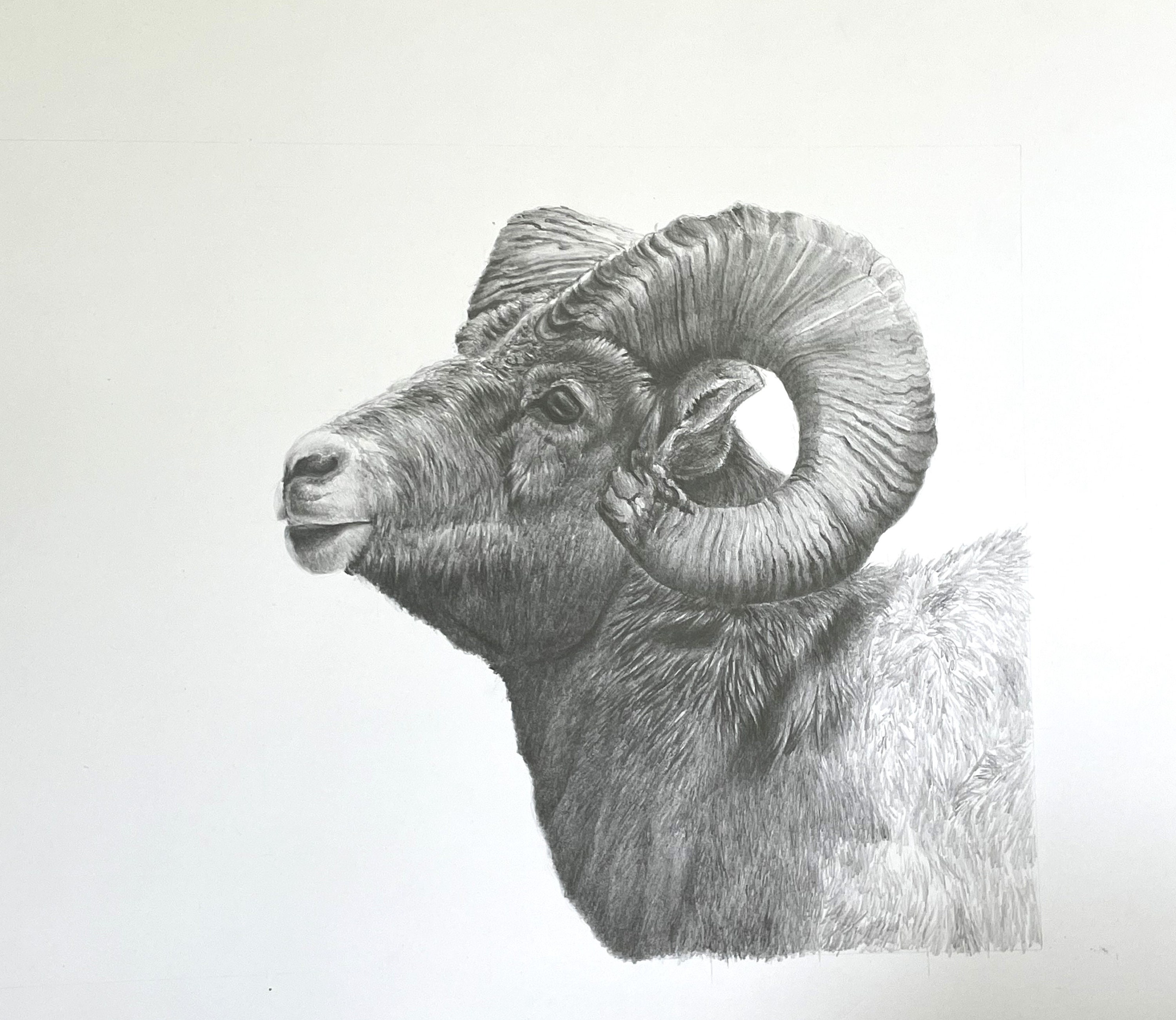 Bighorn Sheep Art Print, Wildlife Wall Decor for Cabin, Western Pencil ...