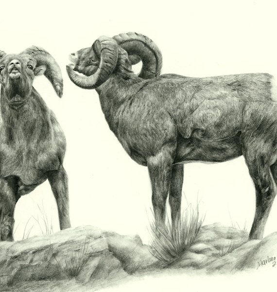 Bighorn Sheep Drawing