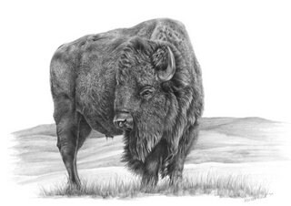 Bison Note Card Set , Wildlife Card, Bison Card, Buffalo Art, Buffalo ...