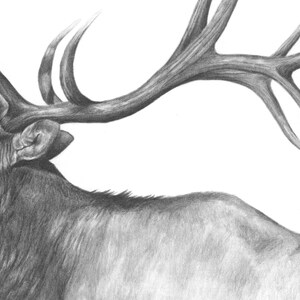 Elk Art Print, Bugling Elk, American Wildlife, Decor for Cabin, Nature ...
