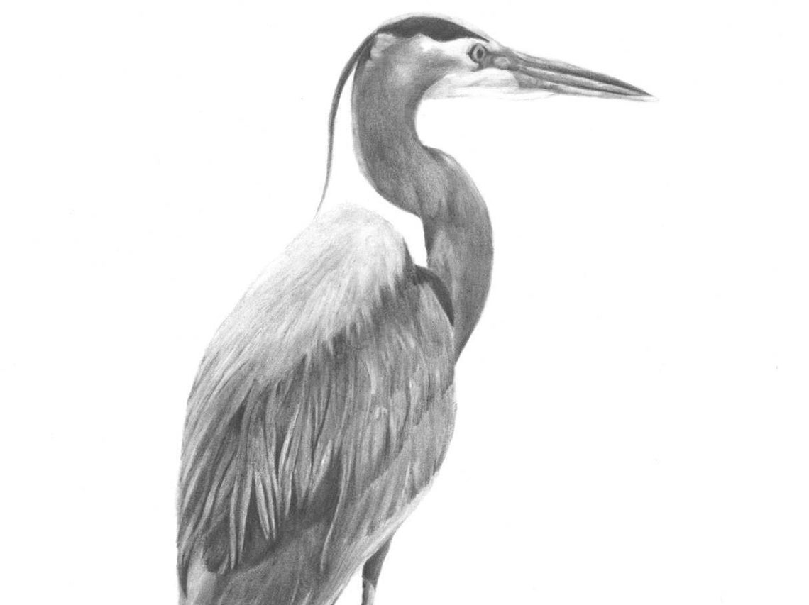 Heron Note Card Set, Wildlife Art Card, Bird Card, Heron Art, Great ...