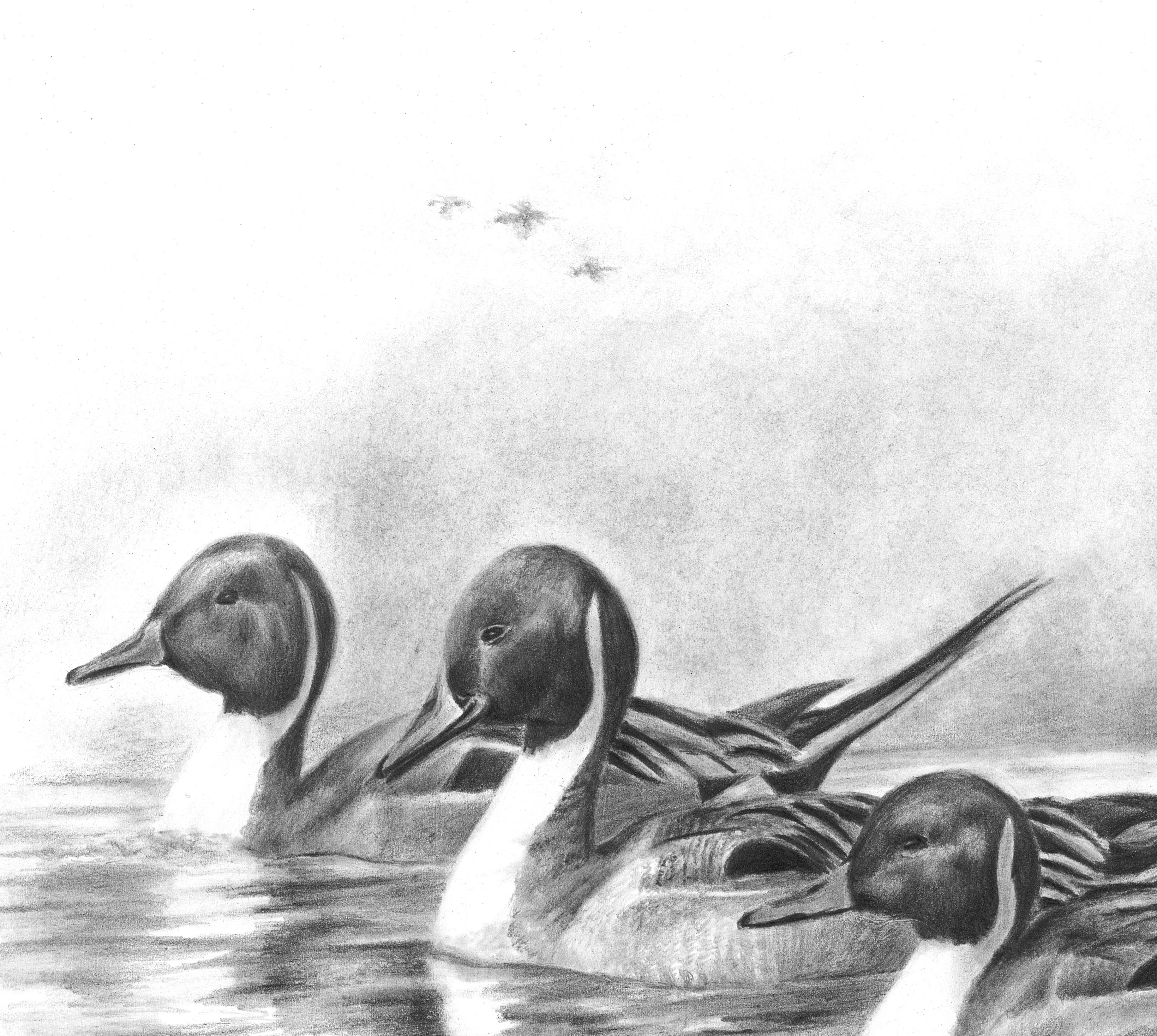 Pintail Duck Note Card Set, Pintail Art, Bird Art Card, Duck Art Card ...