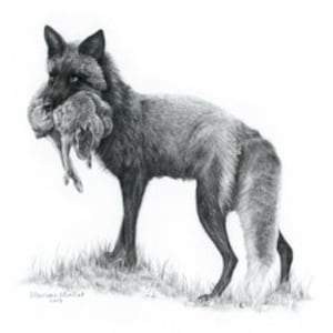 Fox Art Print, Silver Fox, Wildlife Art Print, Wildlife Decor, Fox Wall ...