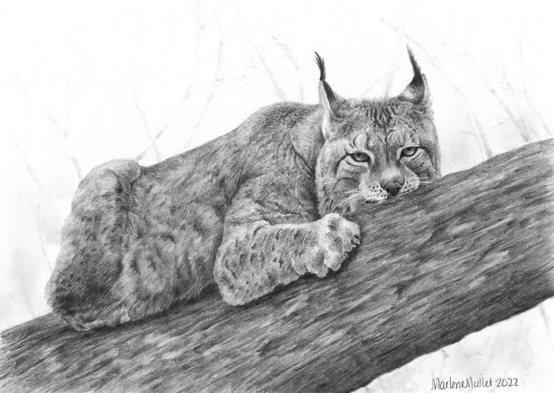 Lynx Art Print Black and White Realistic Pencil Drawing - Etsy