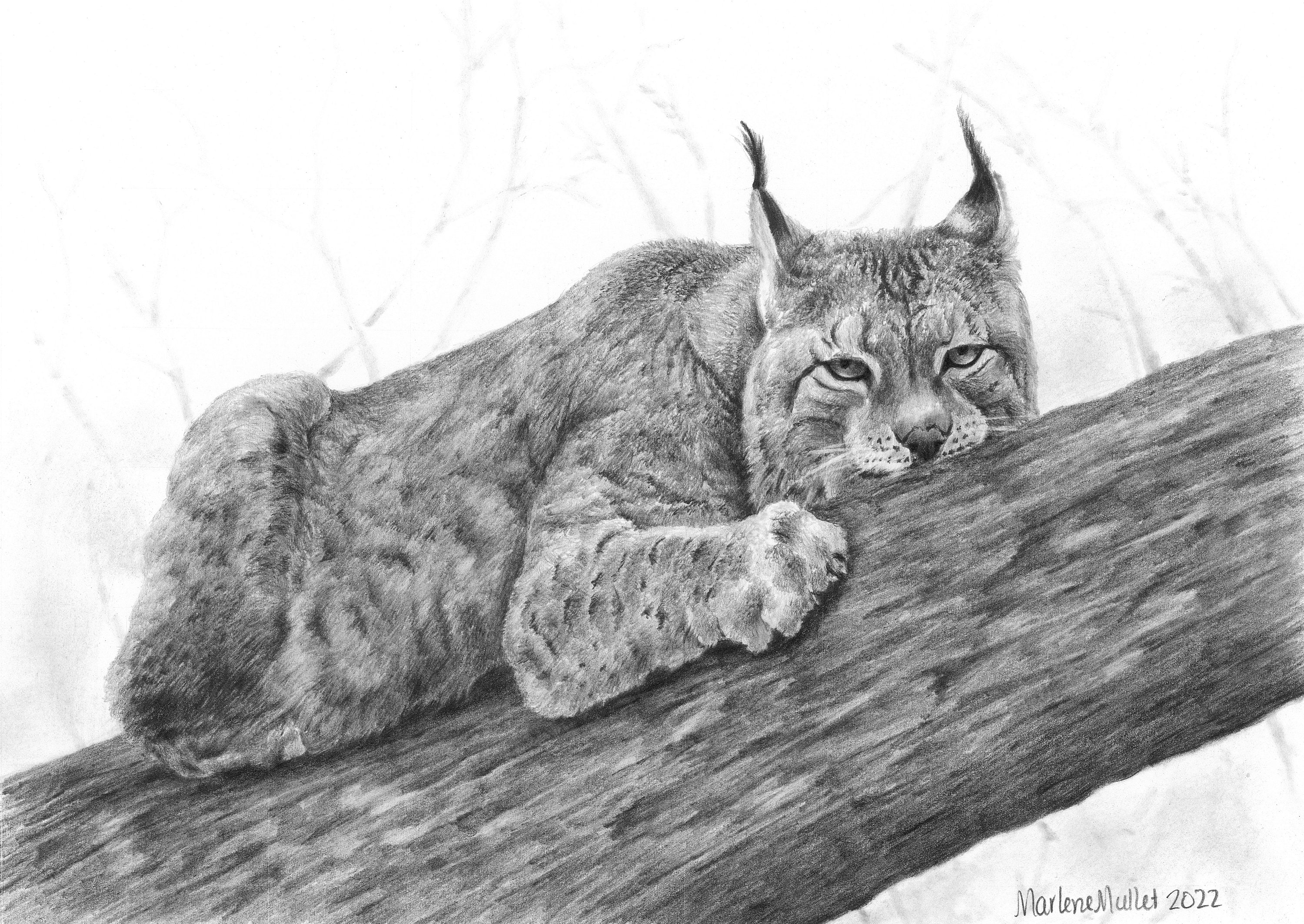 Realistic Wildcat Drawing