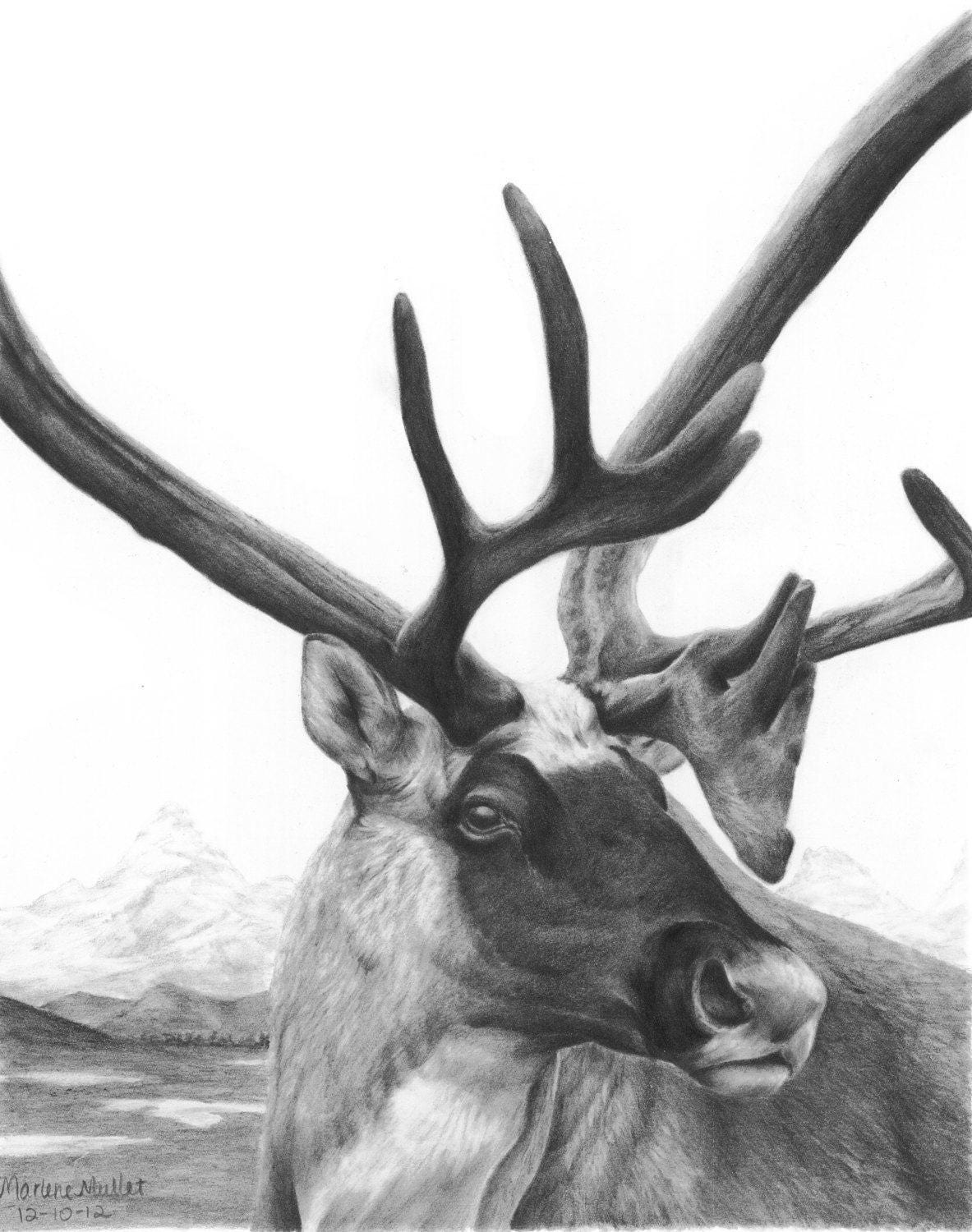 Caribou Animal Drawing
