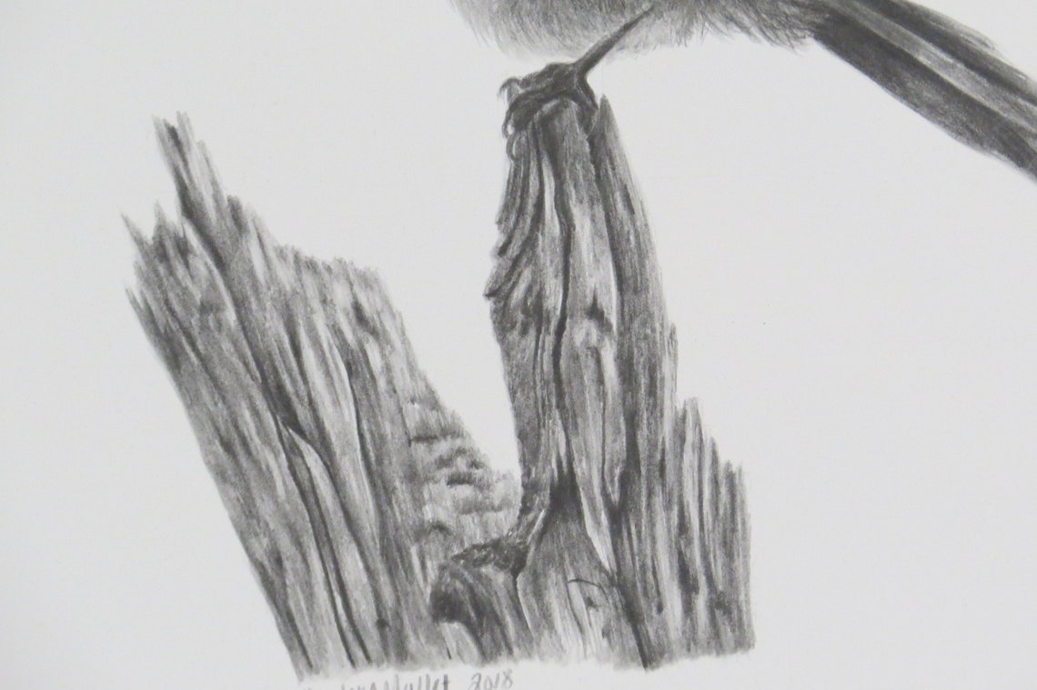 Gray Jay Art Print Bird Art Print Wildlife Decor Gift Cabin - Etsy