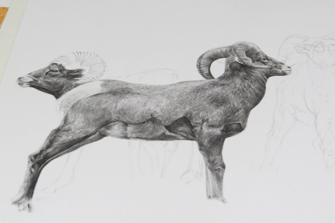 Bighorn Sheep Art Print, Bighorn Ram Pencil Drawing, Bighorn Sheep ...