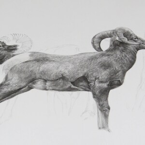 Bighorn Sheep Art Print, Bighorn Ram Pencil Drawing, Bighorn Sheep ...