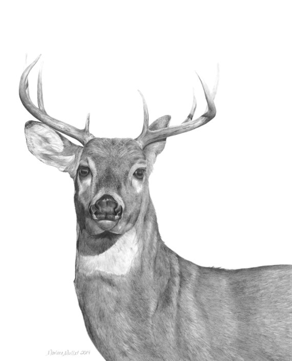 Disegni A Matita Di Cervo Dalla Coda Bianca Disegni Di Cervo