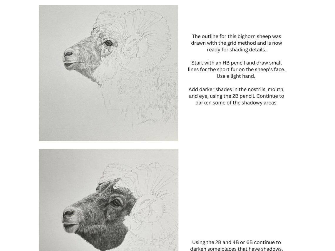 How to Draw, Drawing Tips, Drawing Wildlife, Drawing Plan, Drawing ...