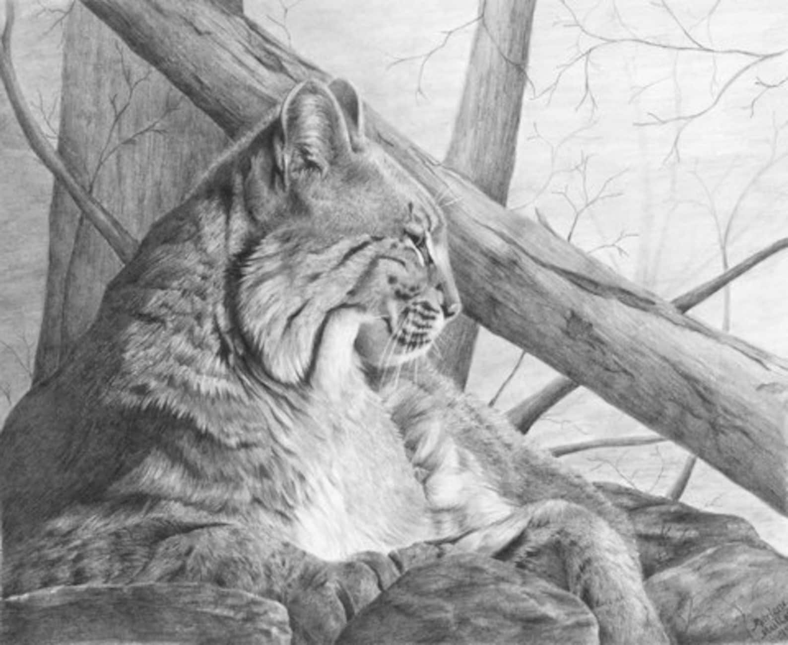 Bobcat Art Print, Wildlife Wall Art for Log Cabin, Wild Cat Gift ...