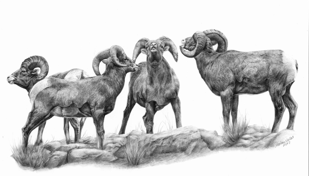 Bighorn Sheep Art Print, Bighorn Ram Pencil Drawing, Western Decor for ...
