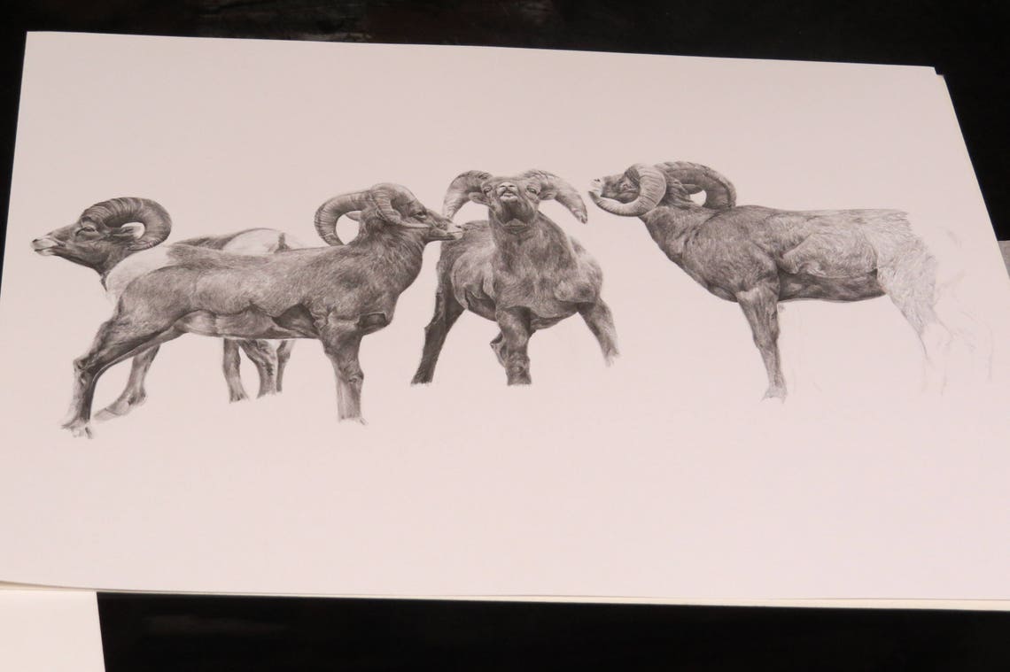 Bighorn Sheep Art Print, Bighorn Ram Pencil Drawing, Bighorn Sheep ...