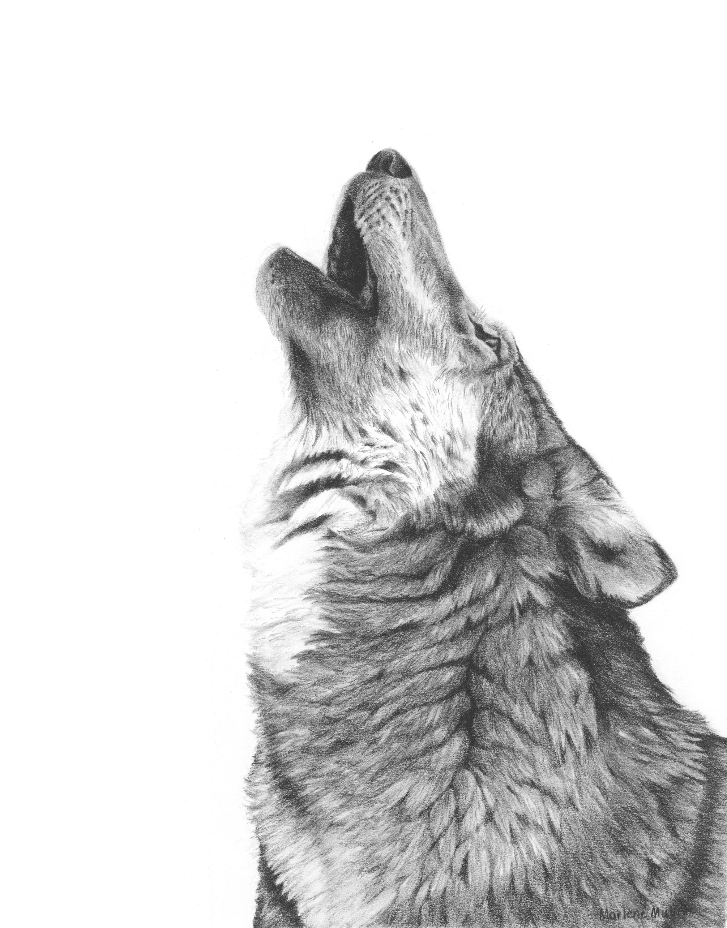 Wilderness Animals Note Card Set, Nature Card, Wildlife Art Card, Card ...