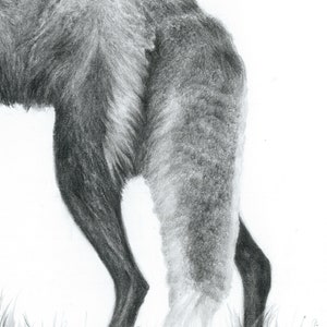 Fox Art Print, Silver Fox, Wildlife Art Print, Wildlife Decor, Fox Wall ...