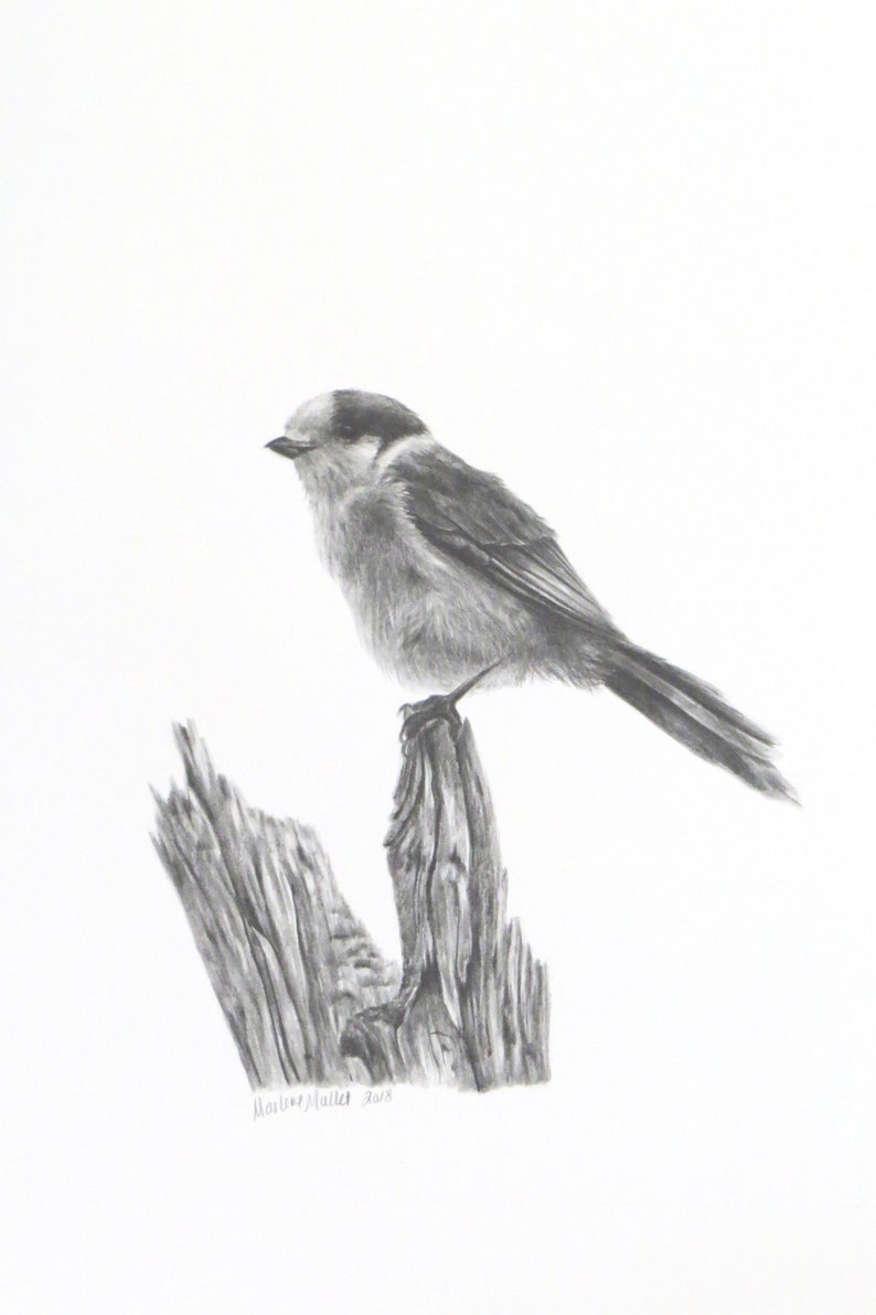 Gray Jay Art Print Bird Art Print Wildlife Decor Gift Cabin - Etsy