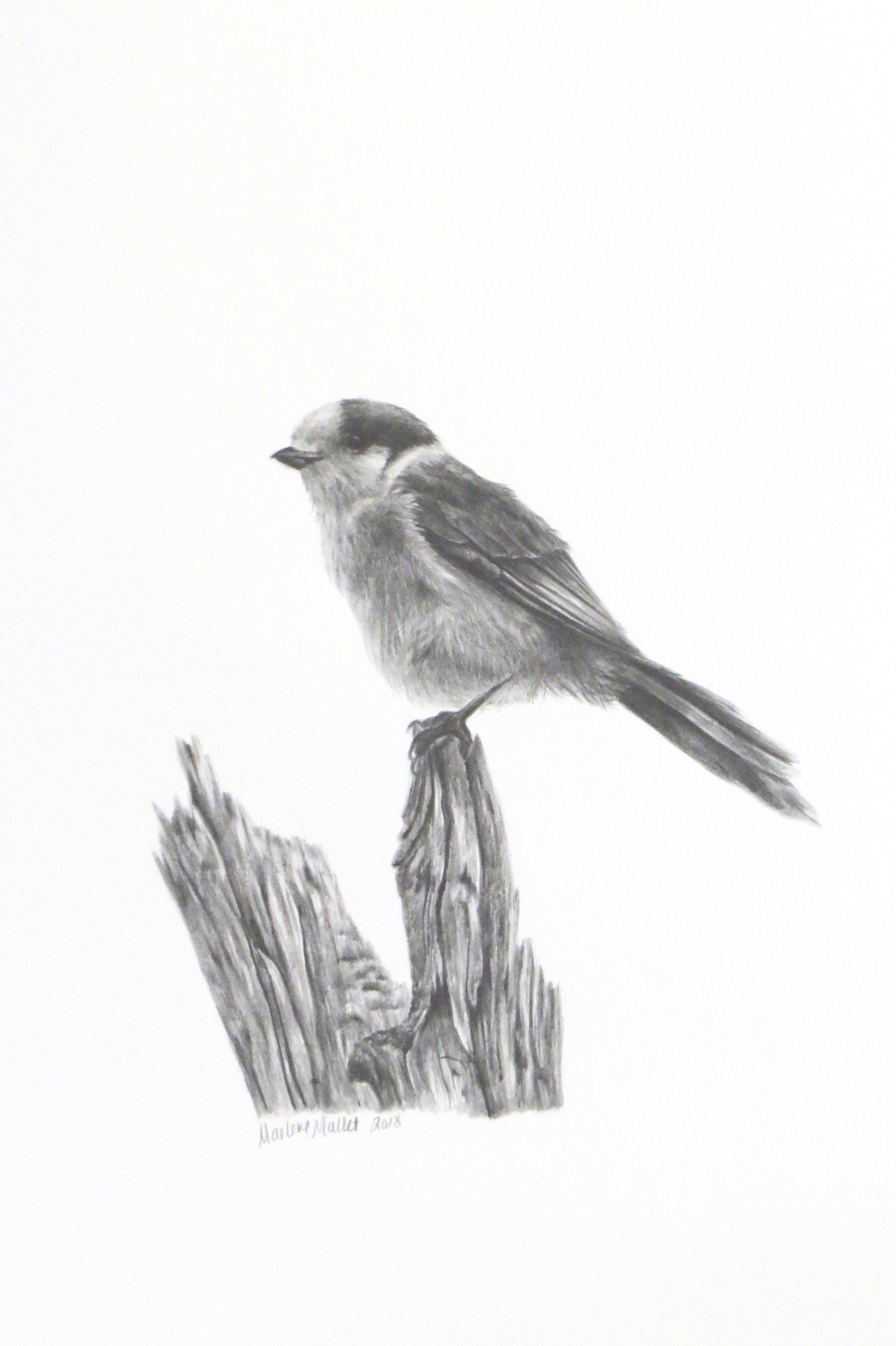 Gray Jay Art Print, Bird Art Print, Wildlife Wall Decor, Rustic Cabin ...