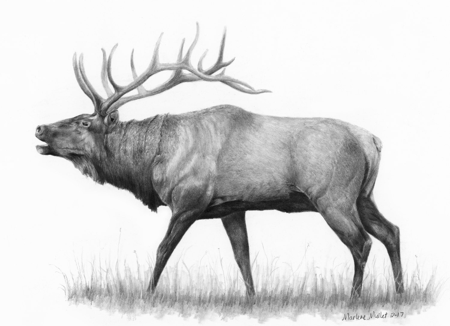 Elk Art Print, Wildlife Art Print, Gift for Outdoorsman, Animal Print ...